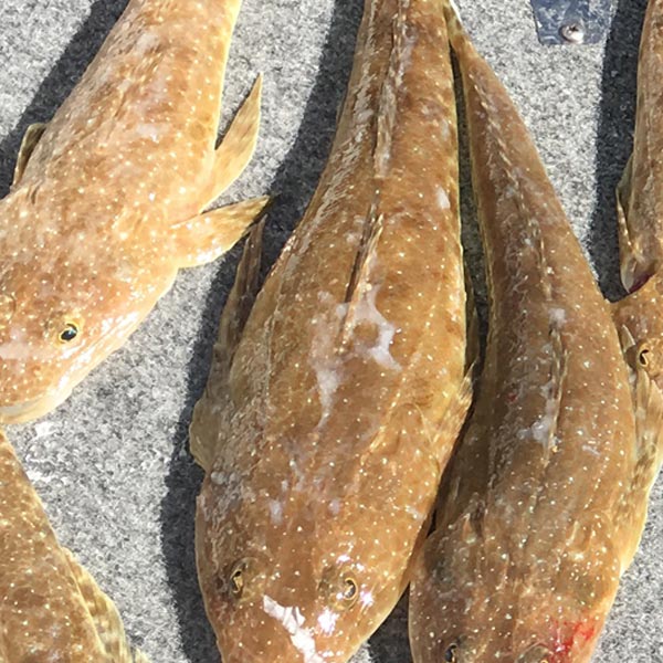 The Flatty Catcherrrr! - Fergo's Tackle World