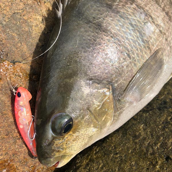 Fishing A Breakwall With Lures - Fergo's Tackle World