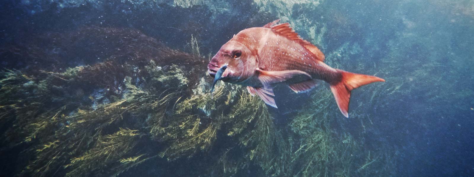 Best Snapper Fishing Gear - Fergo's Tackle World