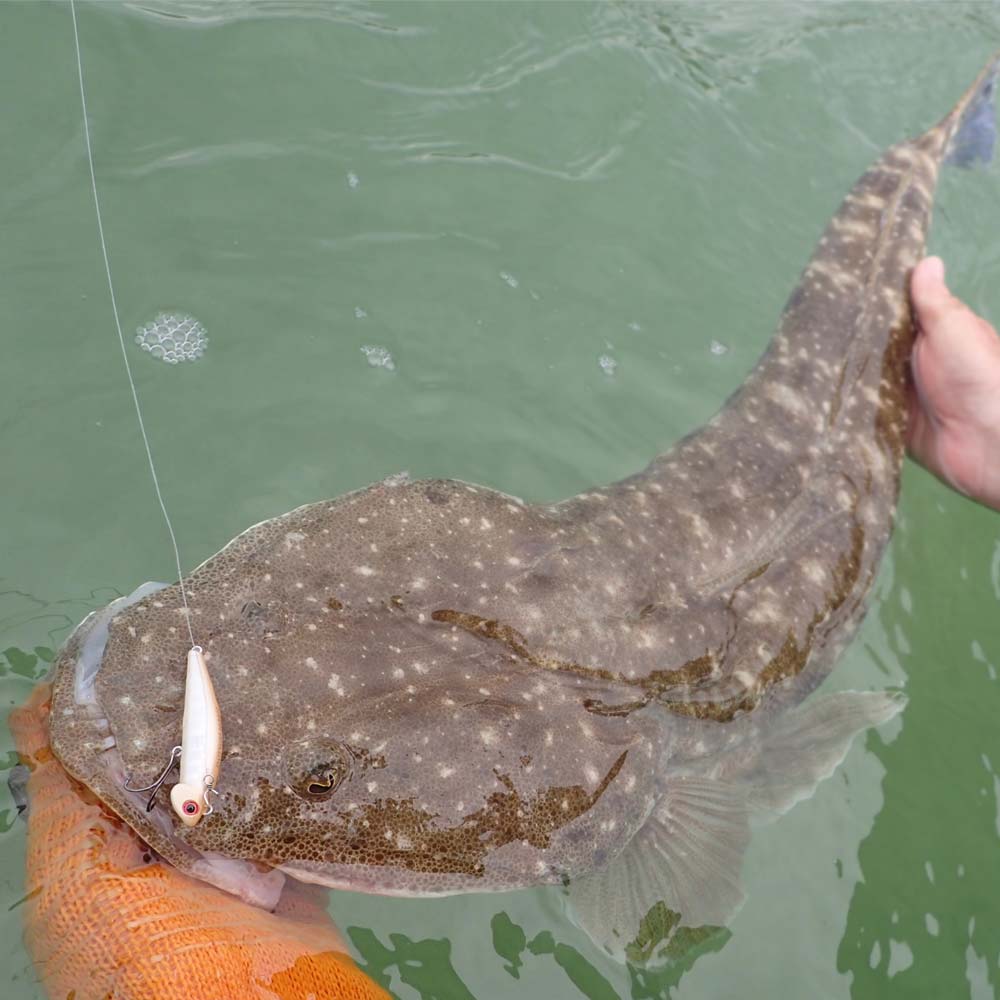 Best Flathead Fishing Gear - Fergo's Tackle World